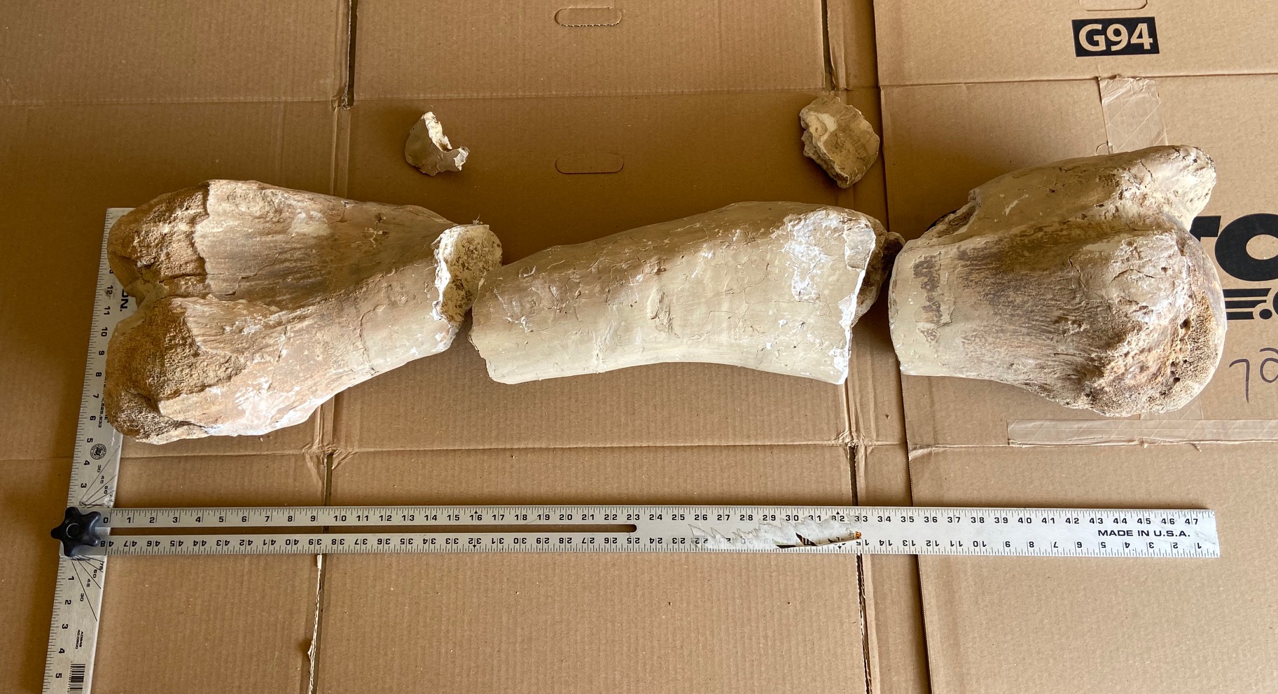 Mammoth Repair - Fossil Preparation - The Fossil Forum