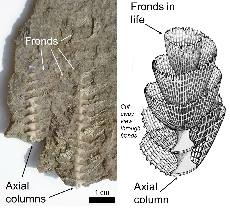 Studying 3D structure of fenestella bryzoan - Fossil ID - The Fossil Forum