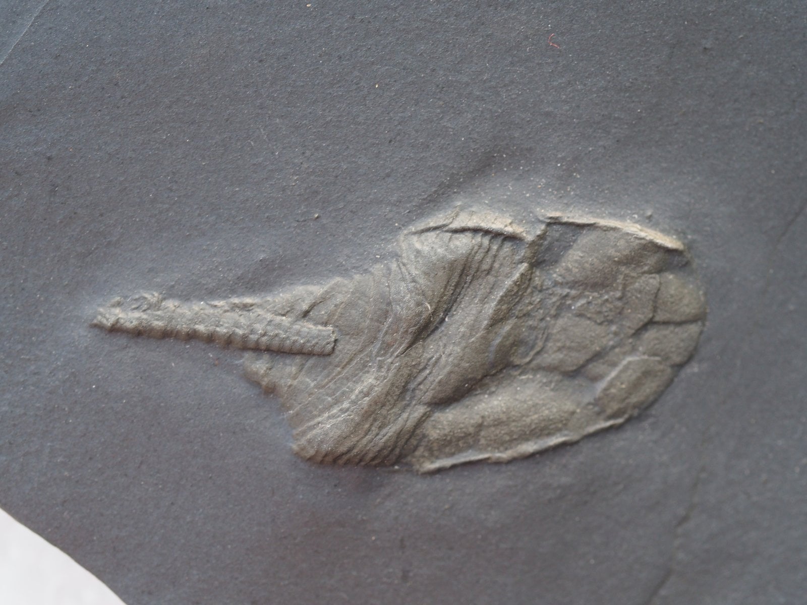 Mitrocystites styloideus DEHM 1934 - Member Collections - The Fossil Forum