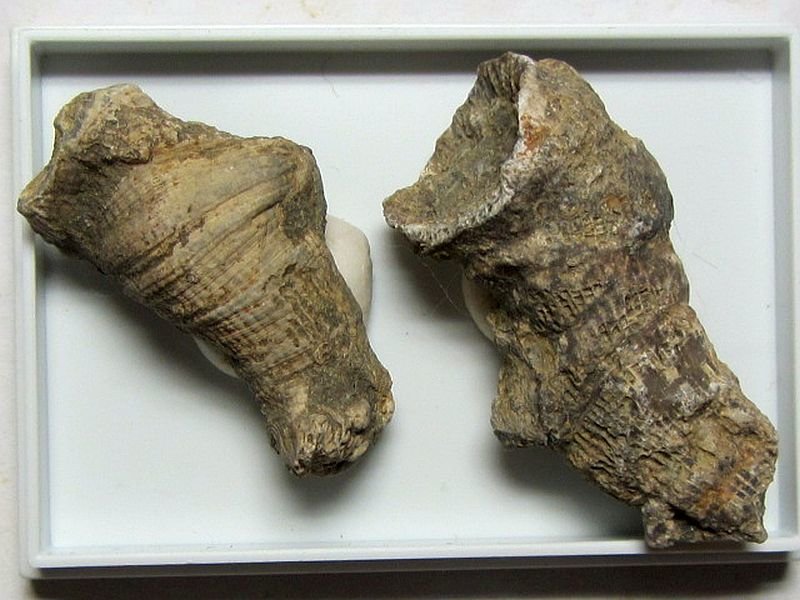 Mesophyllum limbratum (Goldfuss 1826) - Corals - The Fossil Forum