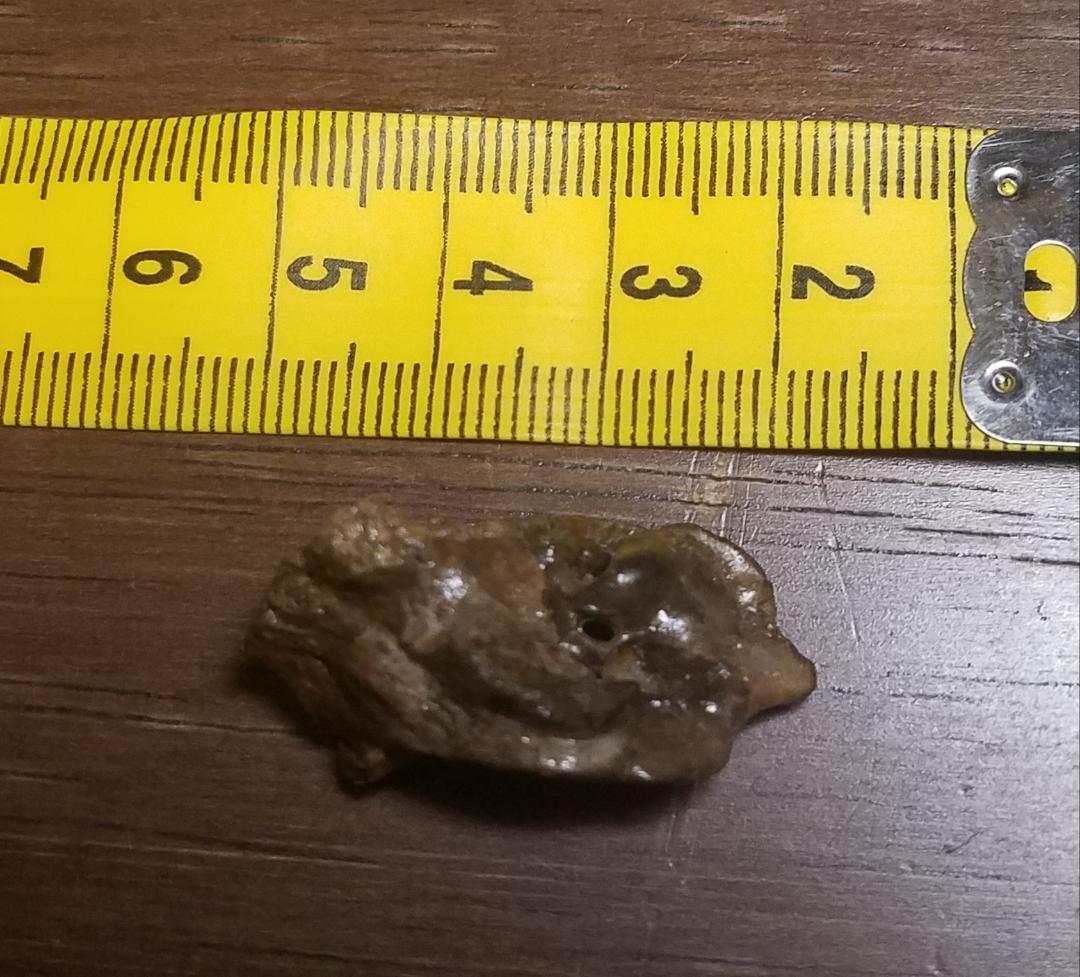 Please help me ID this Cetacean Petrosal from Peace River, FL - Fossil ...