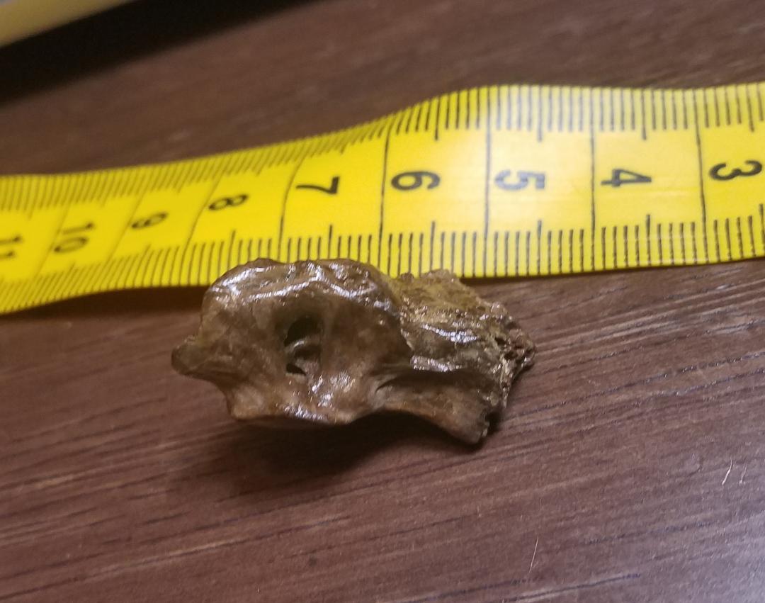 Please help me ID this Cetacean Petrosal from Peace River, FL - Fossil ...