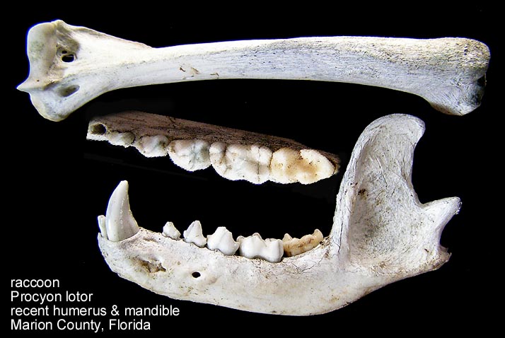 Jaw mammal - Fossil ID - The Fossil Forum