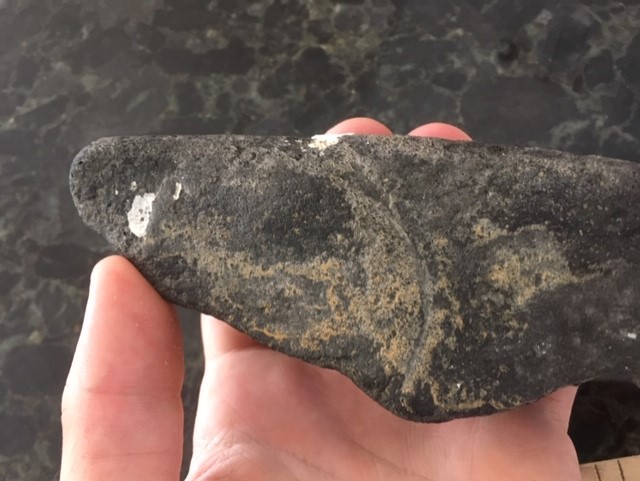Florida Beach Find - Fossil ID - The Fossil Forum