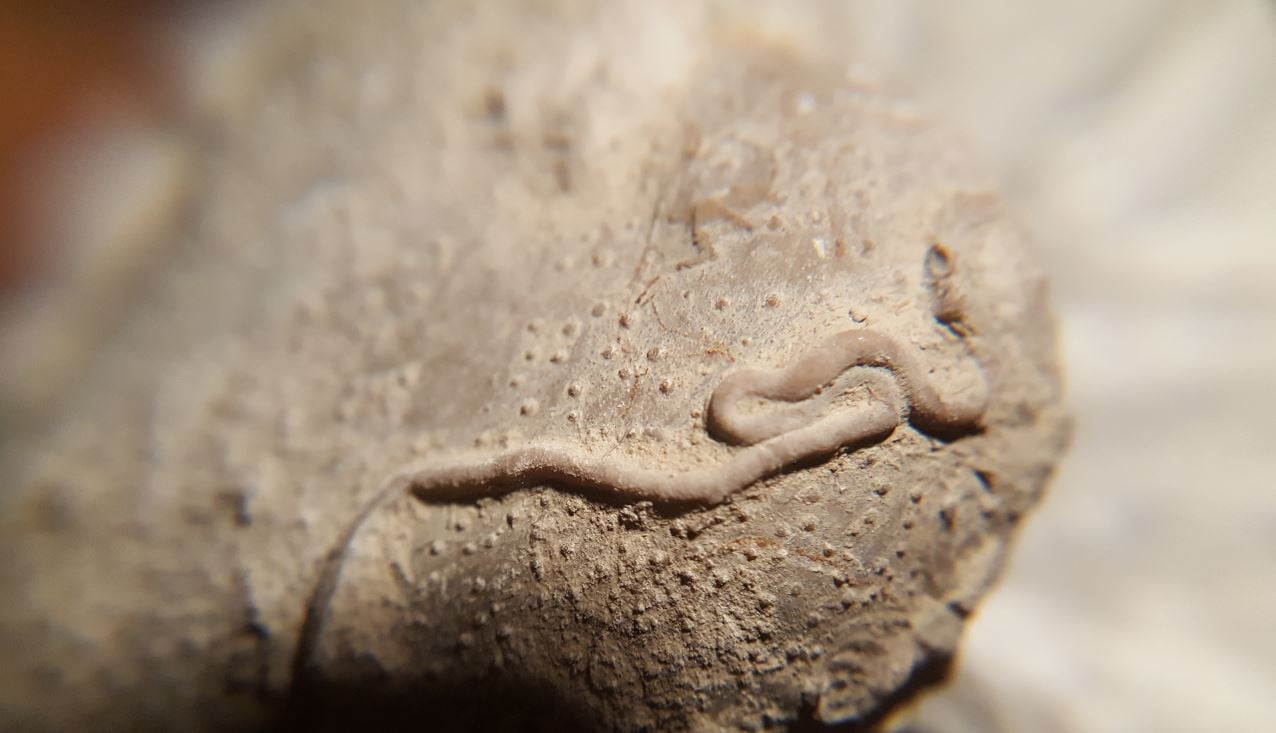 Fossilized cretaceous sea worm? - Fossil ID - The Fossil Forum