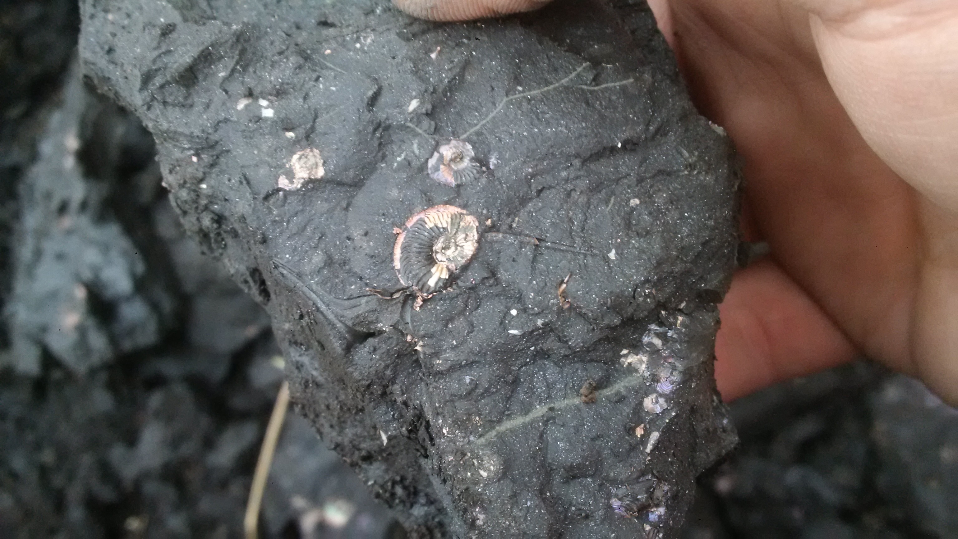 Frozen Fossils - Fossil Hunting Trips - The Fossil Forum