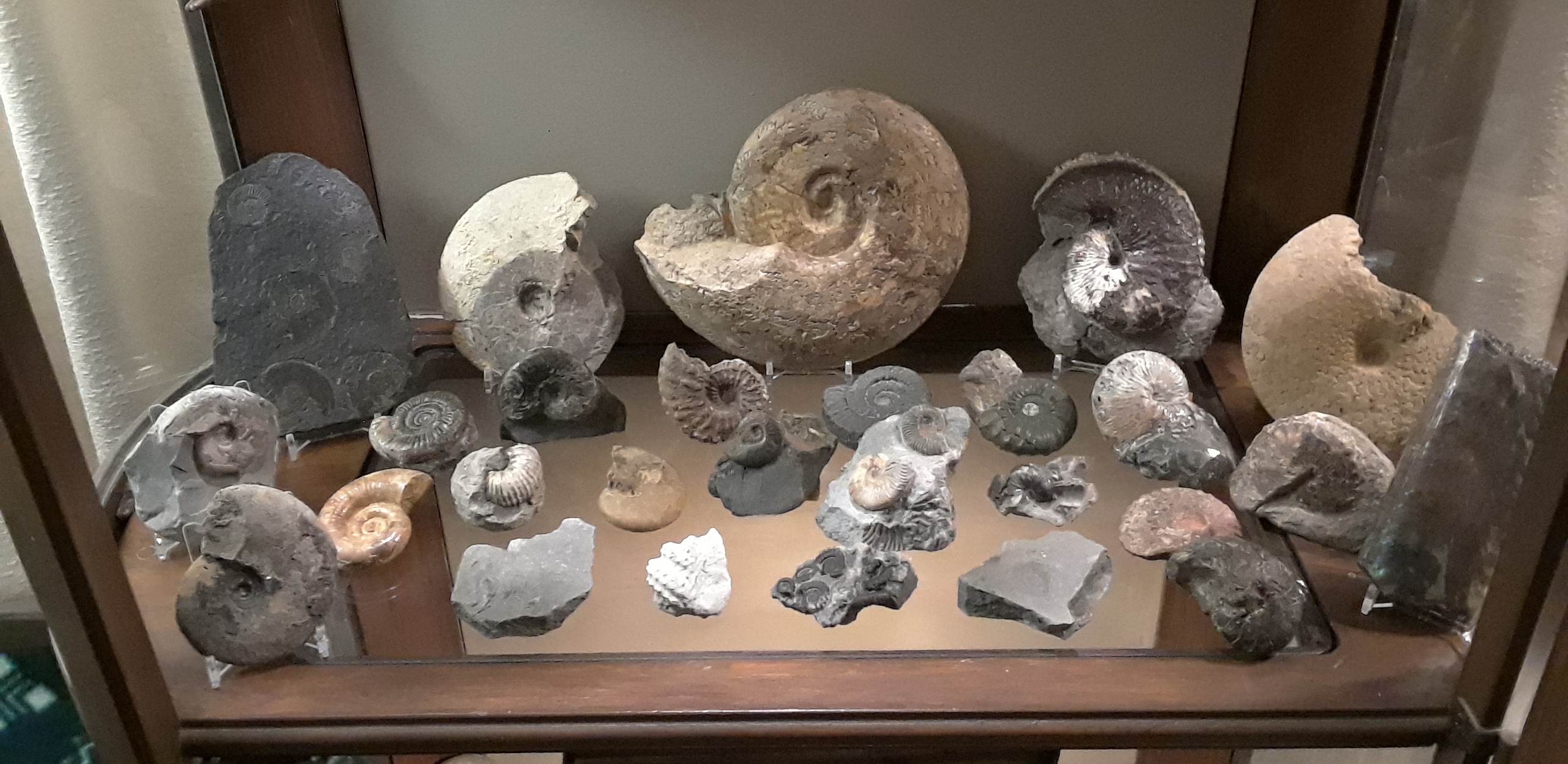 Let's see those best display shelves - Member Collections - The Fossil ...