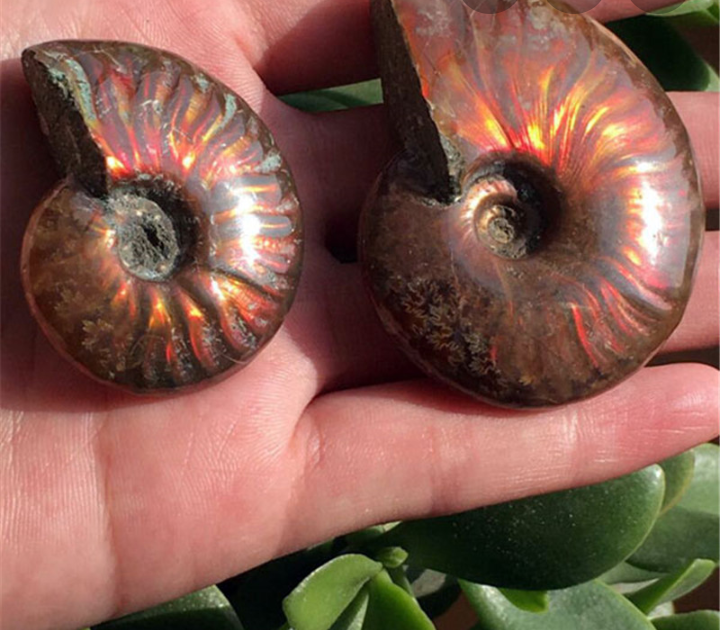 Opal ammonite? - General Fossil Discussion - The Fossil Forum