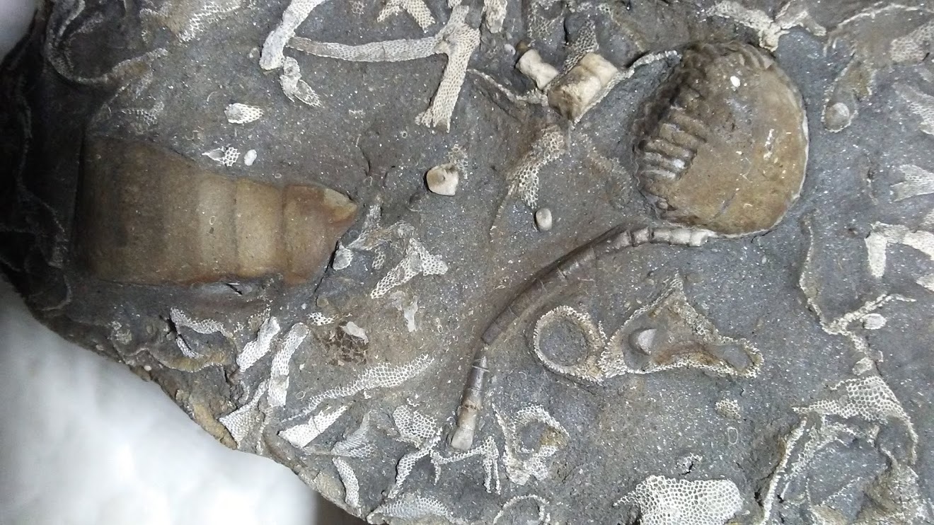 Complete Crinoid I'd - Fossil ID - The Fossil Forum
