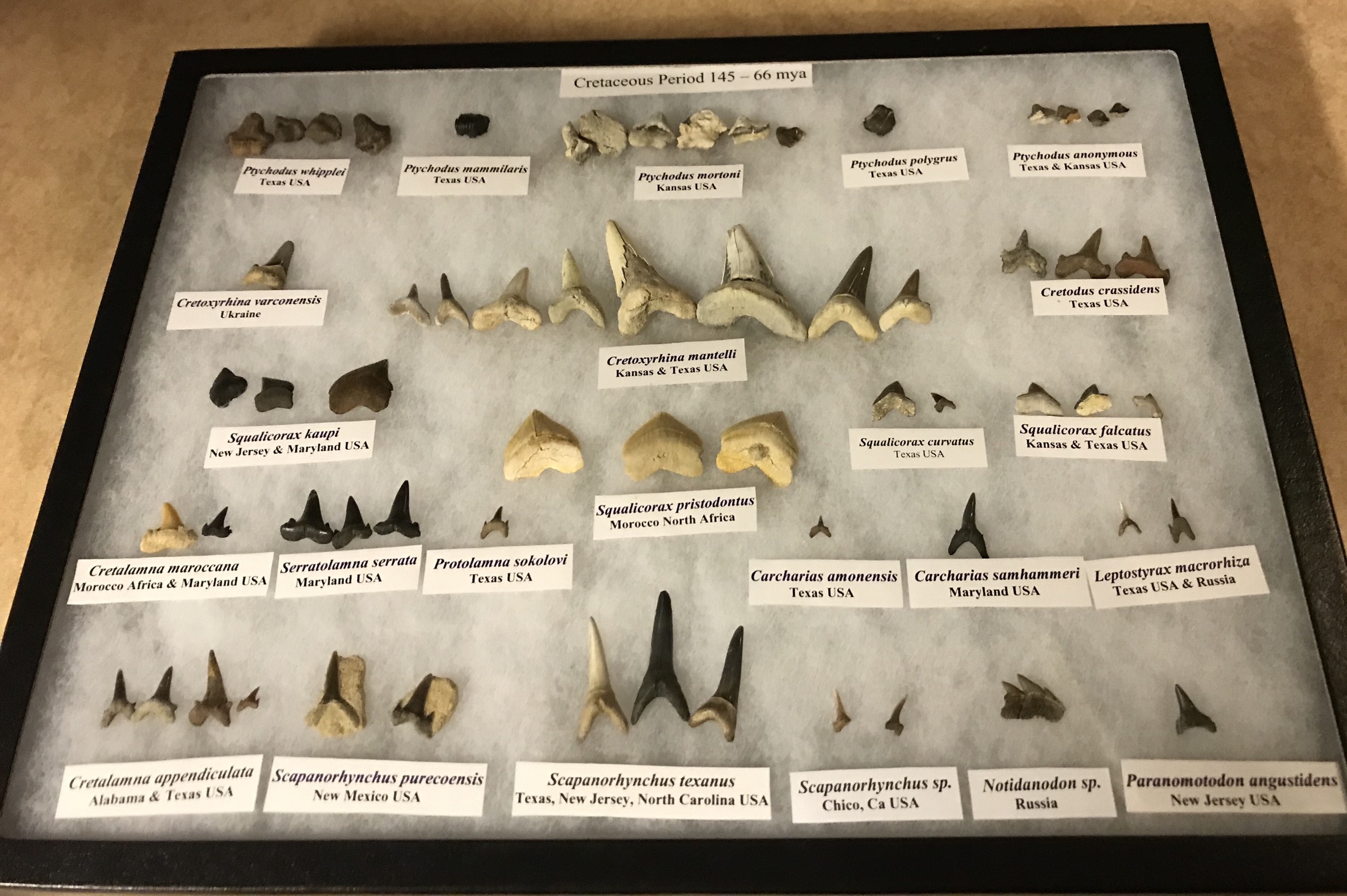 Our new Shark Education Displays - Member Collections - The Fossil Forum