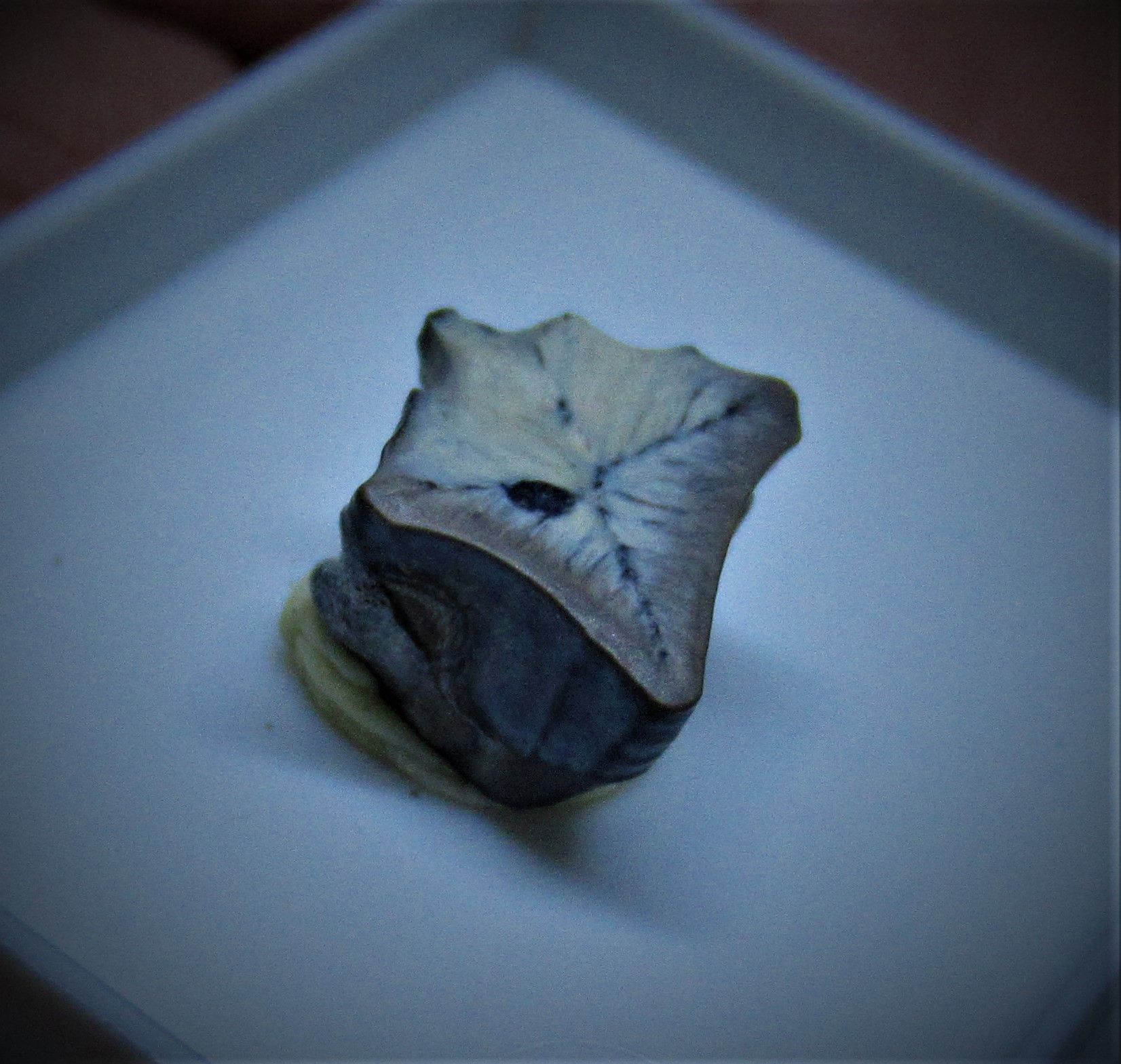 Hadrosaurid teeth ID - Fossil ID - The Fossil Forum