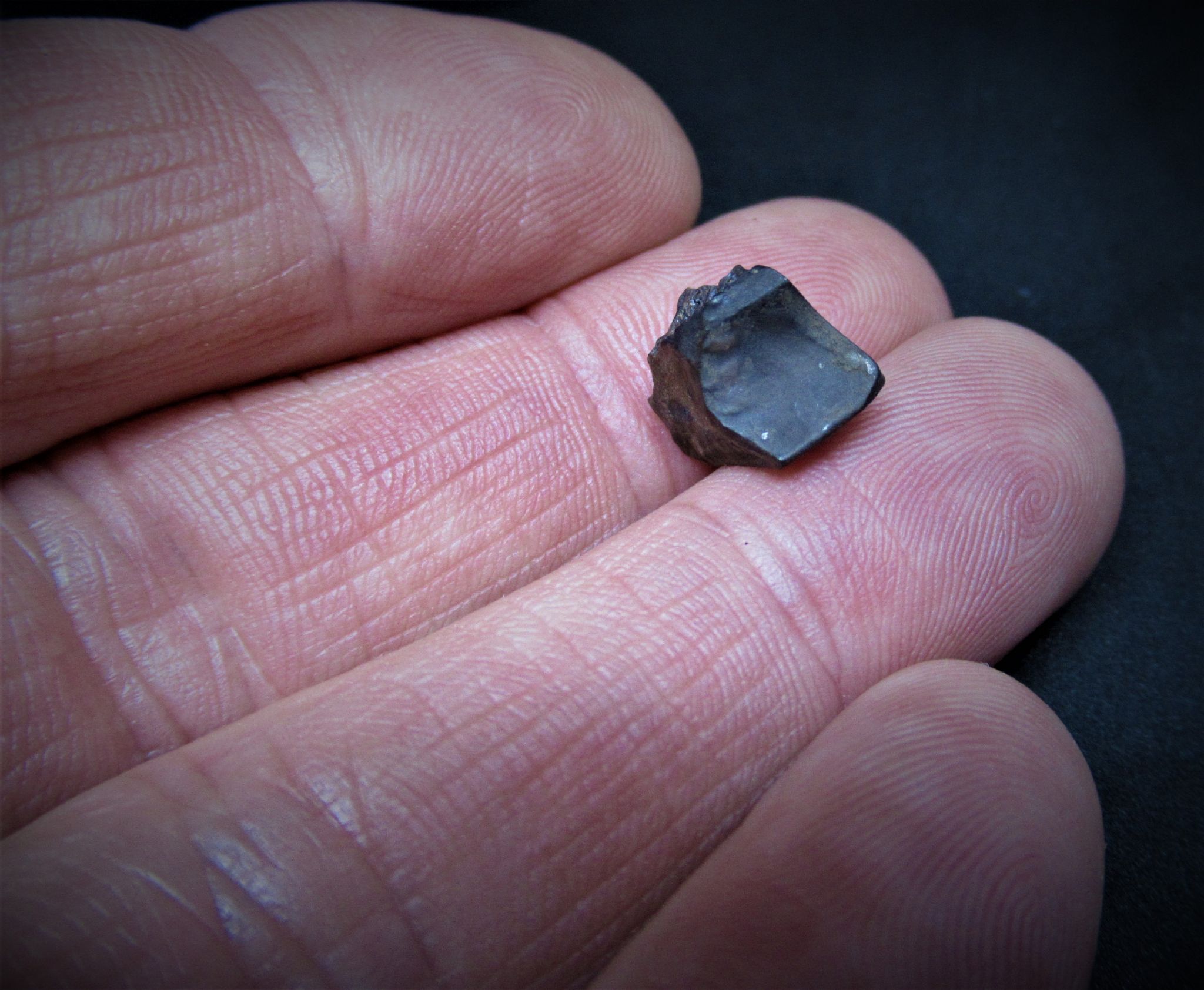 Hadrosaurid teeth ID - Fossil ID - The Fossil Forum