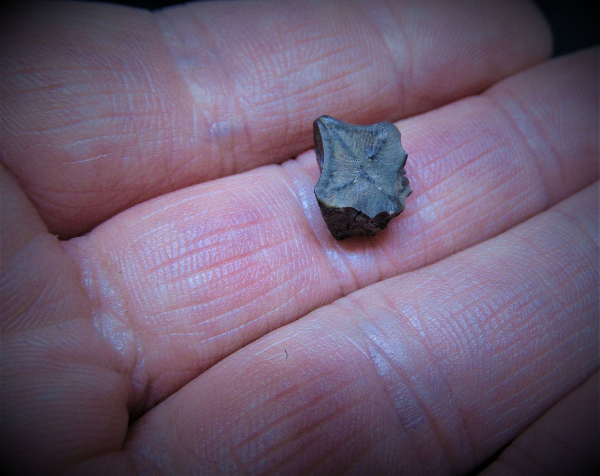 Hadrosaurid teeth ID - Fossil ID - The Fossil Forum
