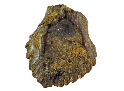 Tooth Identification - Fossil ID - The Fossil Forum