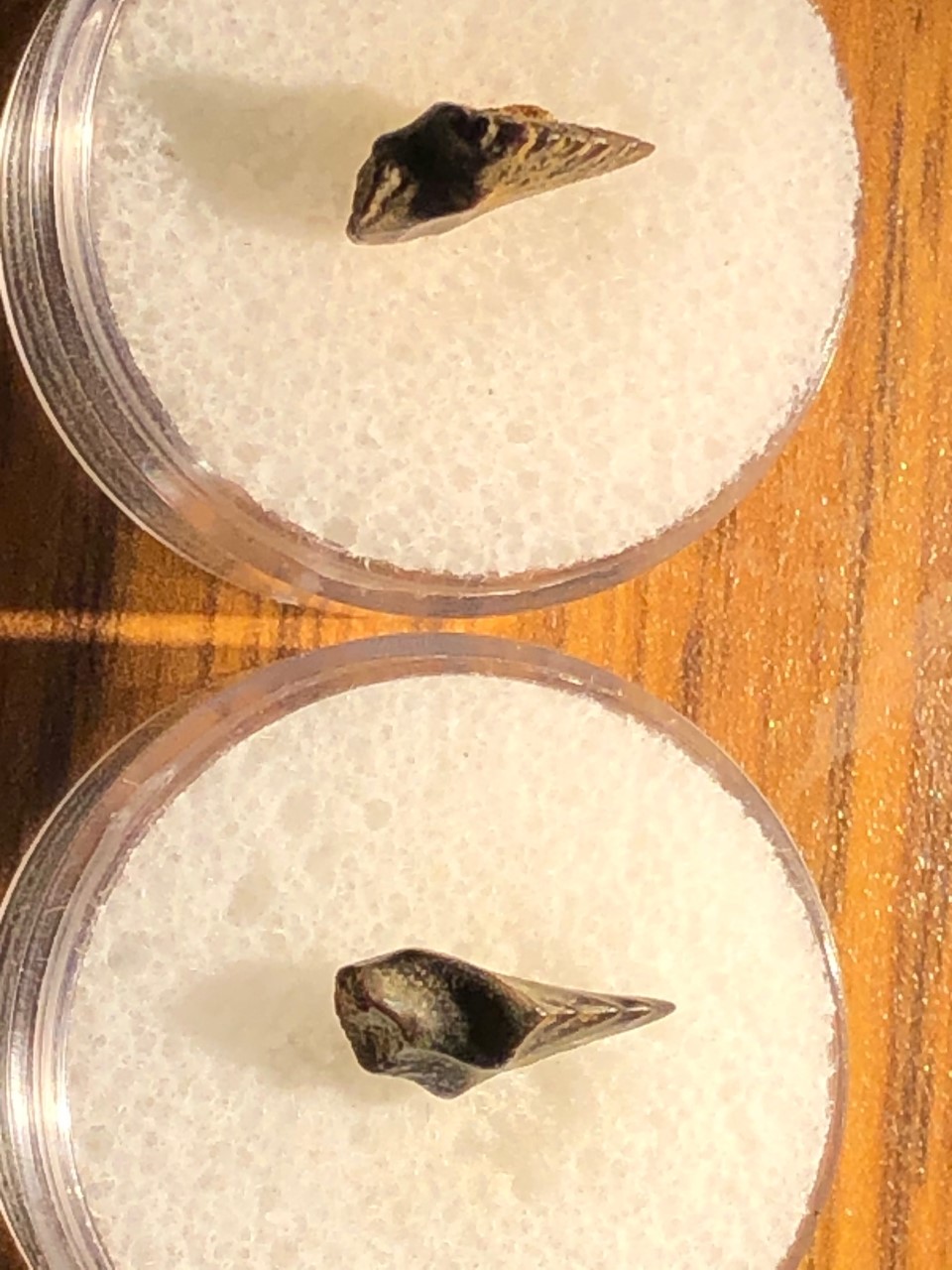 Tooth Identification - Fossil ID - The Fossil Forum