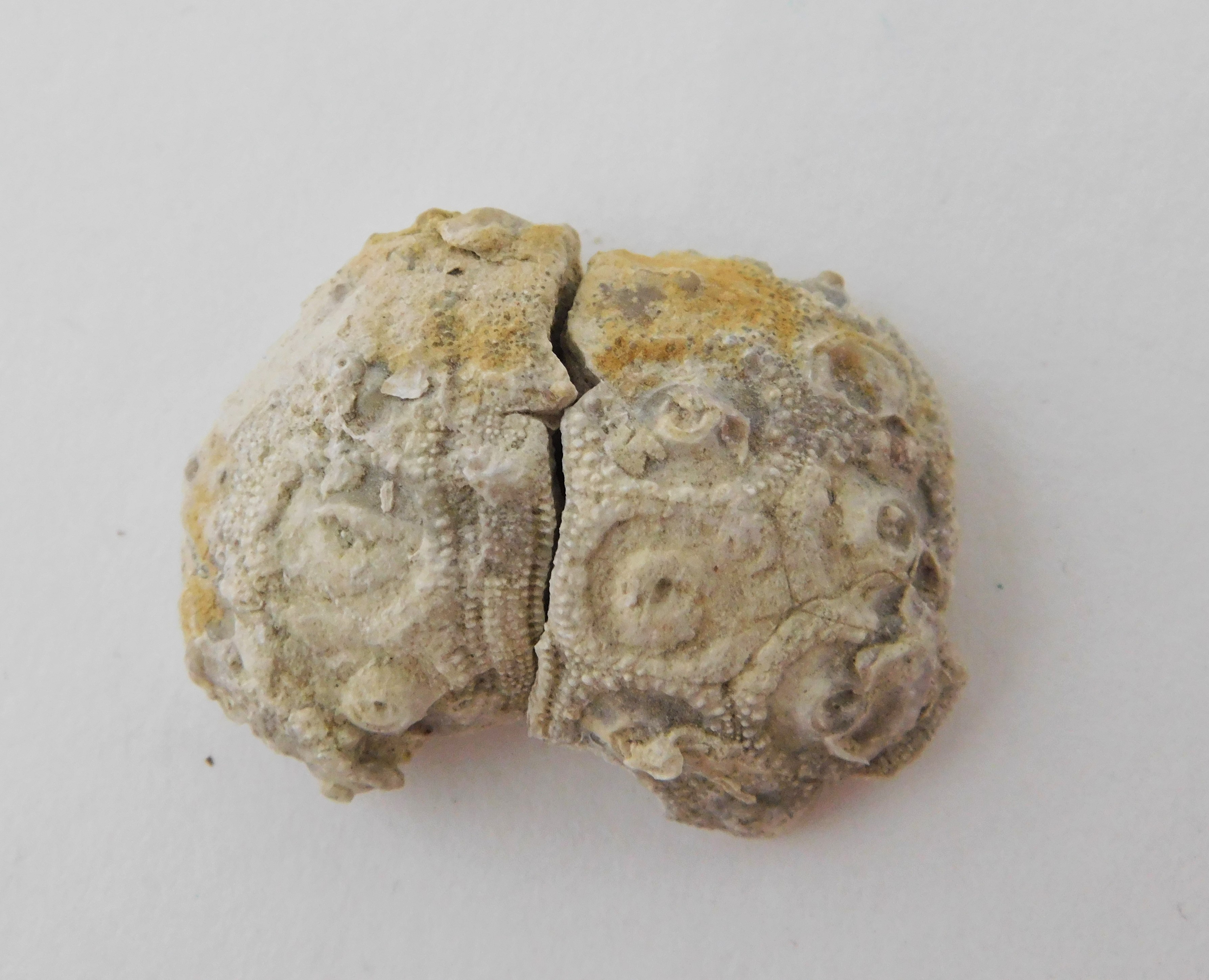 Show Us Your Rarest Or Most Incredible Partial Fossils! - Member ...