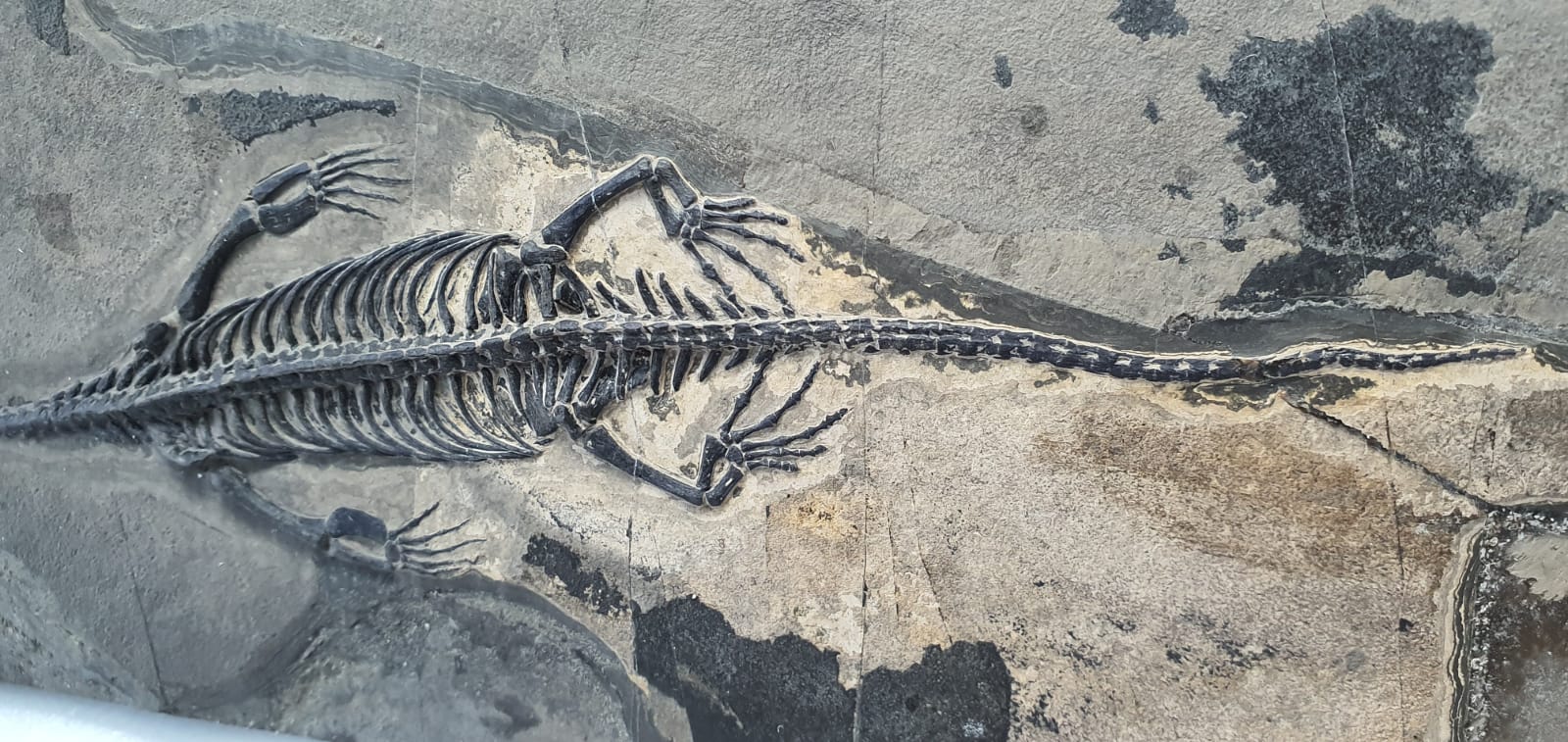 Real keichousaurus? - Is It Real? How to Recognize Fossil Fabrications ...