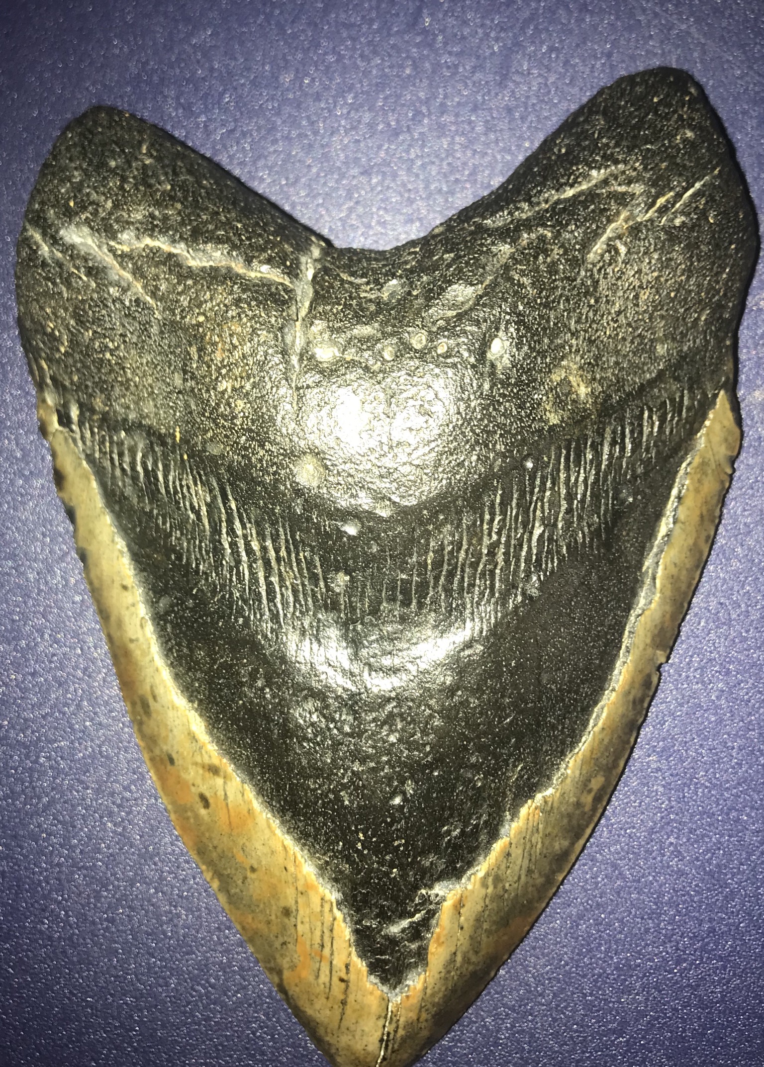 Megalodon tooth fake? - Is It Real? How to Recognize Fossil ...