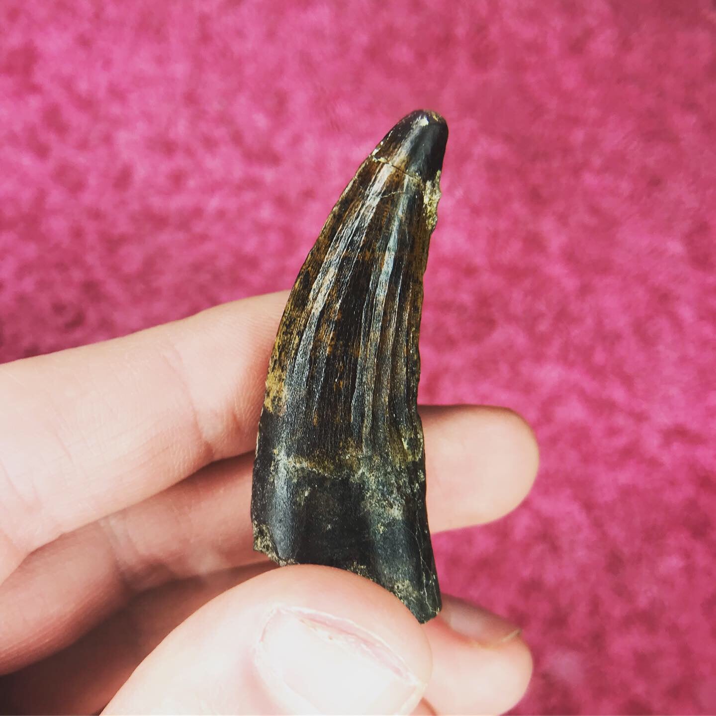 Baryonyx tooth - Fossil ID - The Fossil Forum