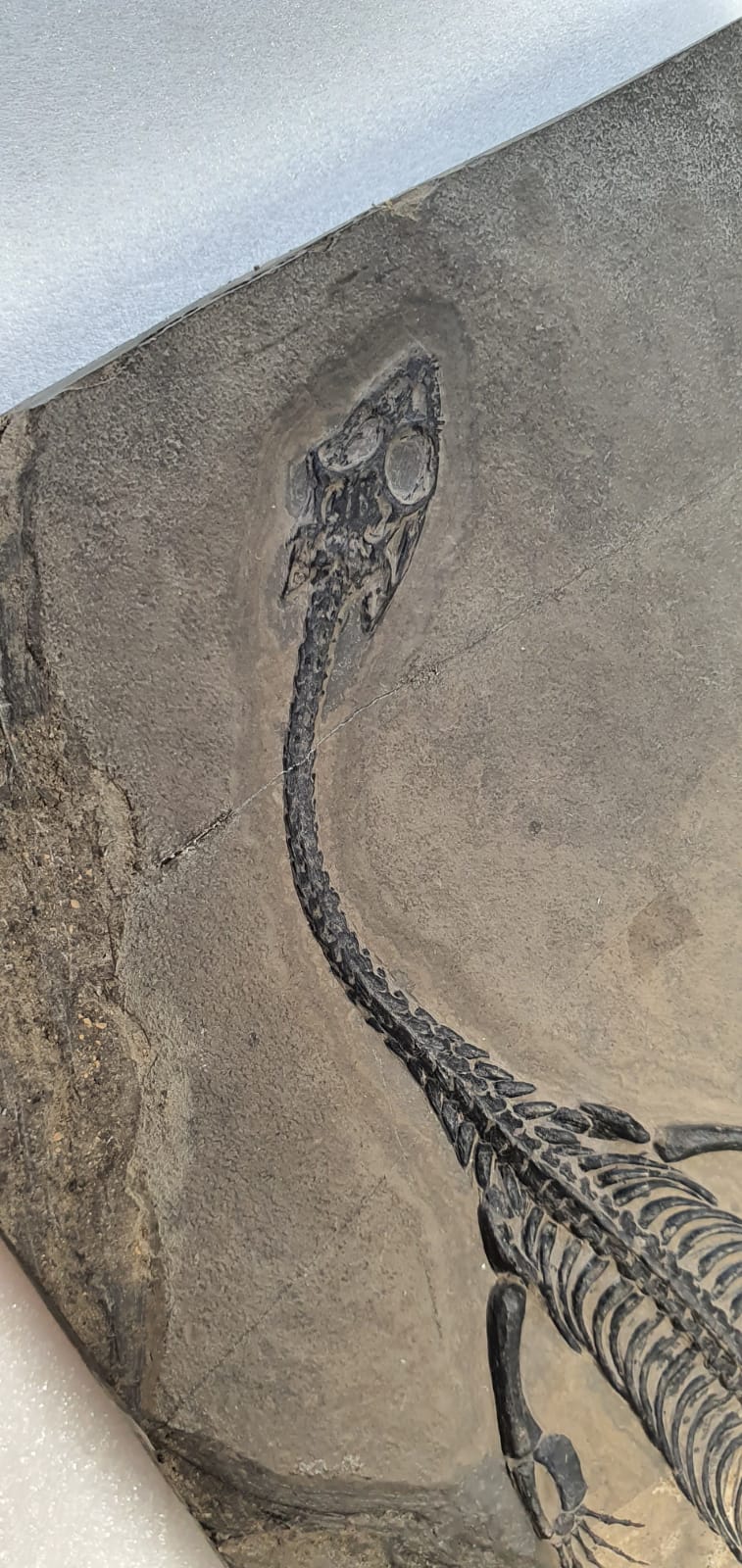 Real keichousaurus? - Is It Real? How to Recognize Fossil Fabrications ...