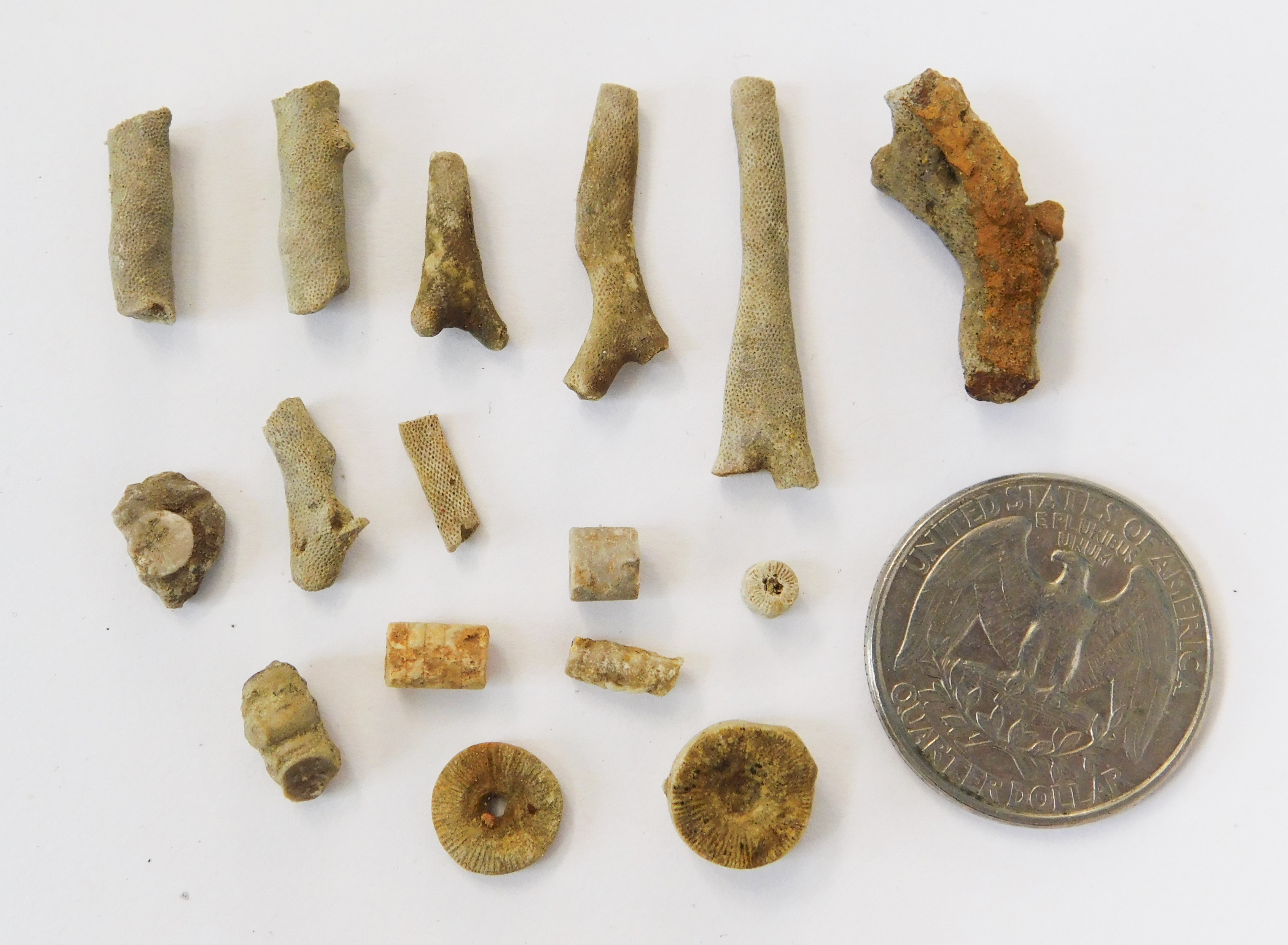 Texas Day Trippin' (Waco Pit, Mammoth Site and More)) - Fossil Hunting ...