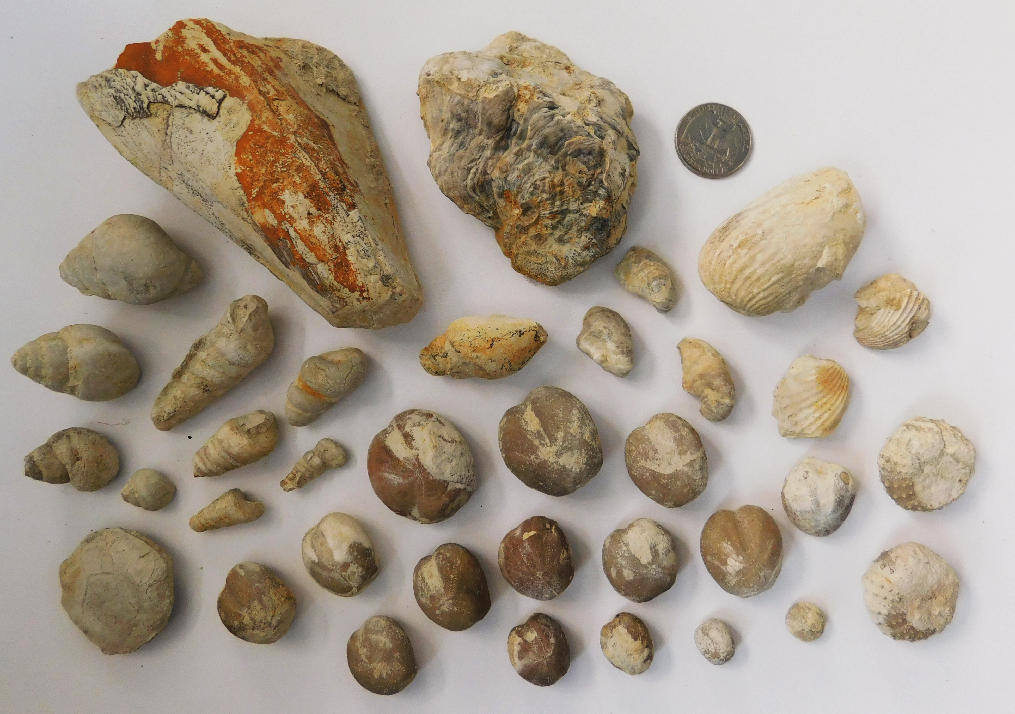 Texas Day Trippin' (Waco Pit, Mammoth Site and More)) - Fossil Hunting ...