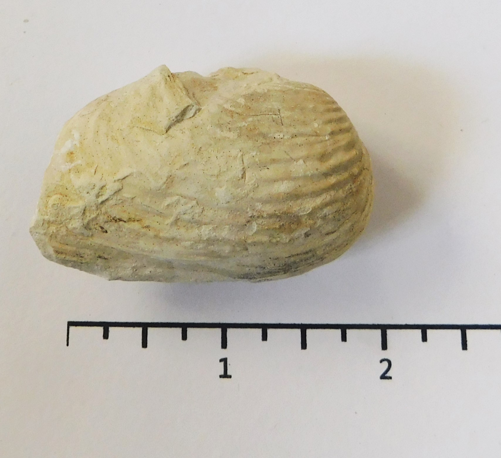 Texas Day Trippin' (Waco Pit, Mammoth Site and More)) - Fossil Hunting ...