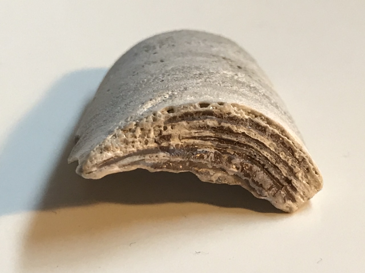 Tube-like objects found on CA beach - Fossil ID - The Fossil Forum
