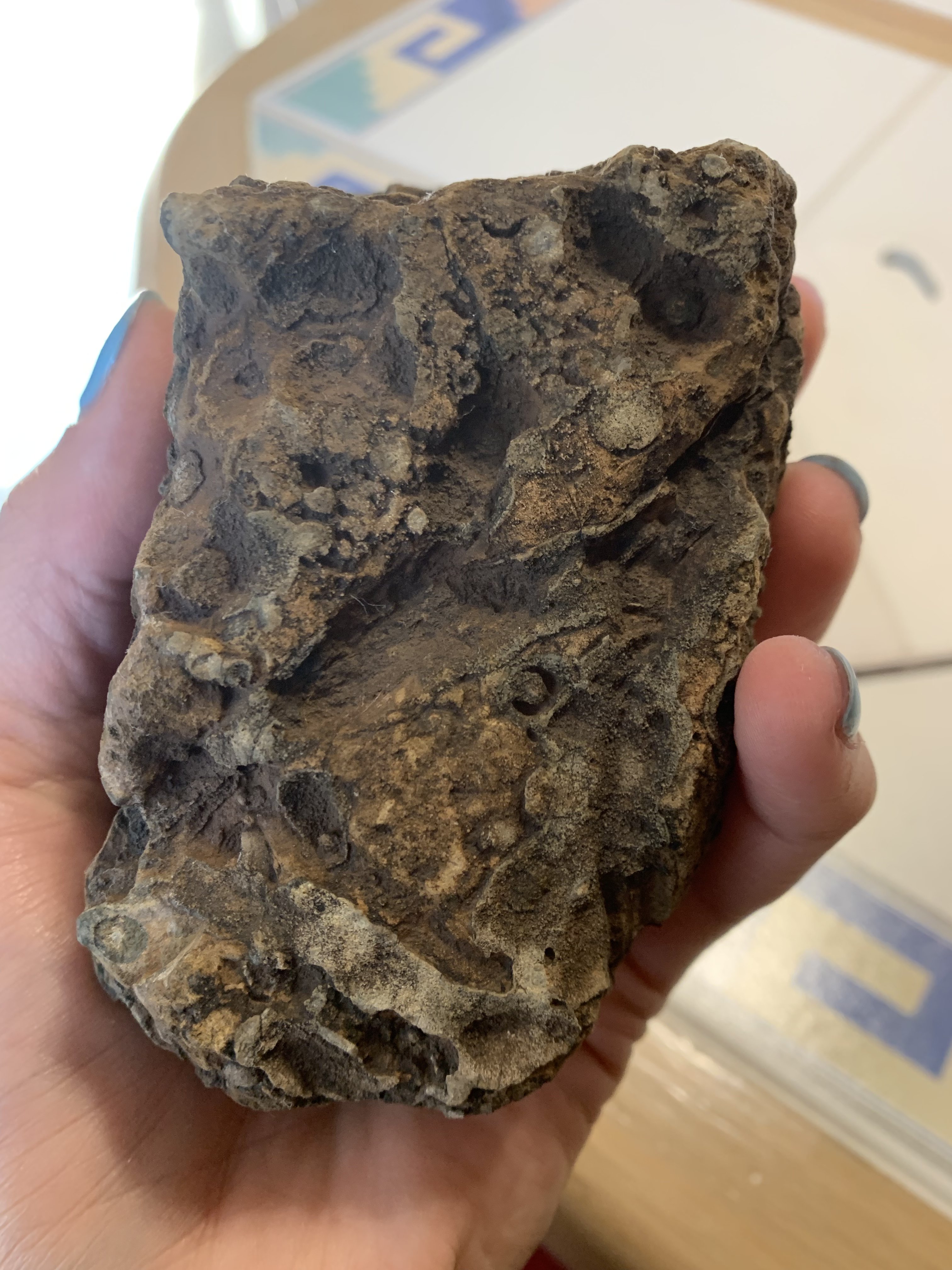 Found in a wash in Southern Arizona - Fossil ID - The Fossil Forum