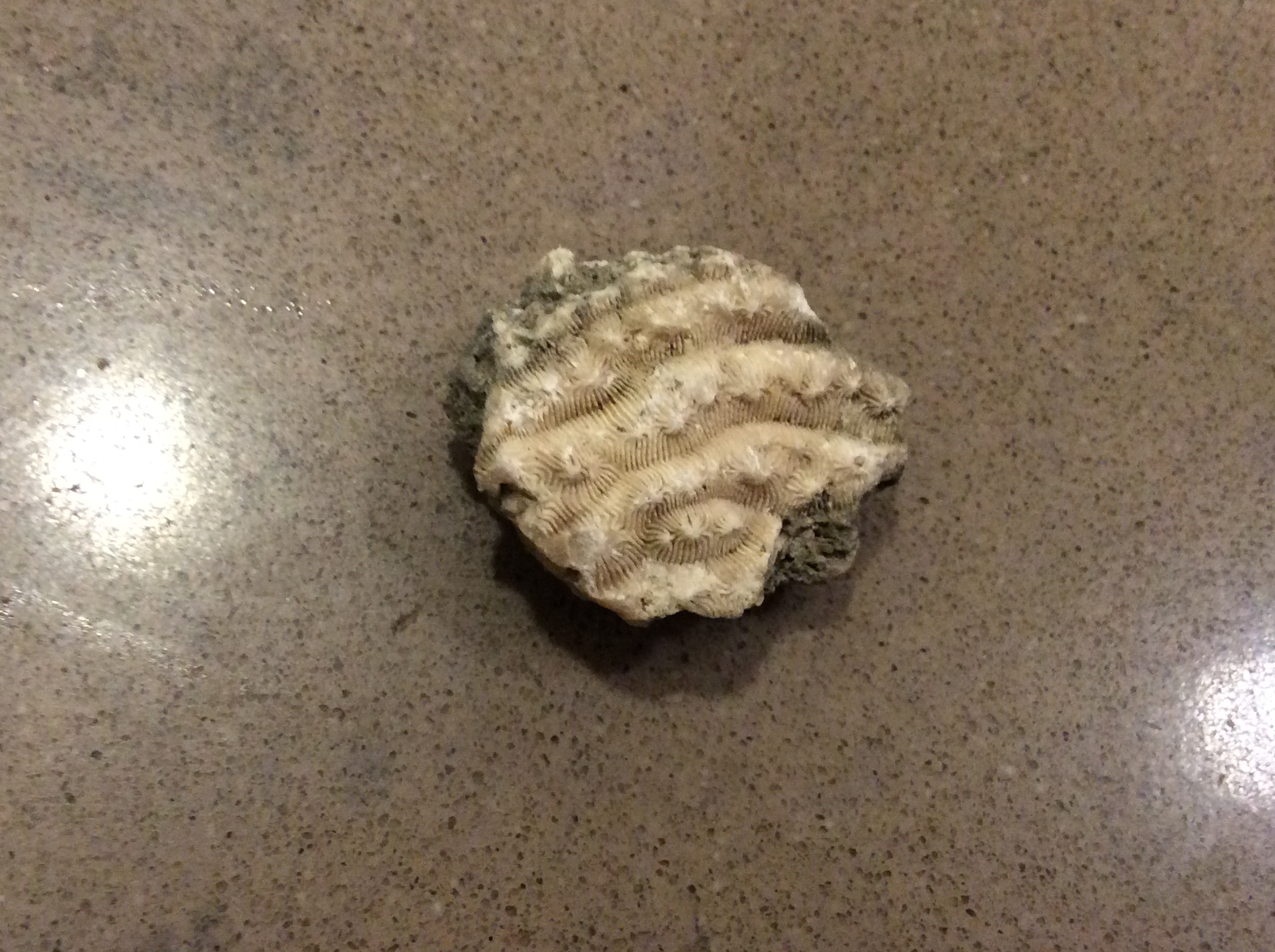 Barbados Fossils - Fossil Hunting Trips - The Fossil Forum