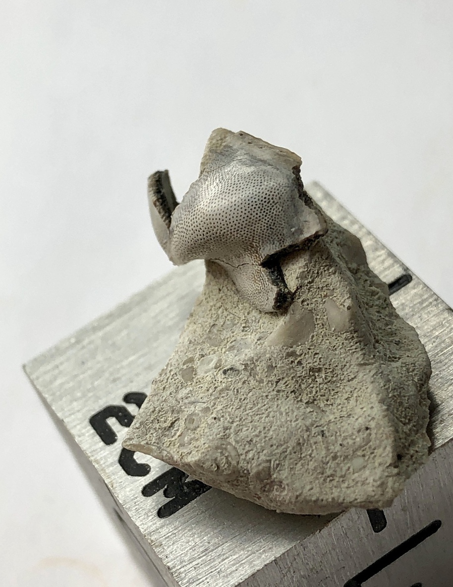 Pennsylvanian Holocephalian teeth - Fossil ID - The Fossil Forum