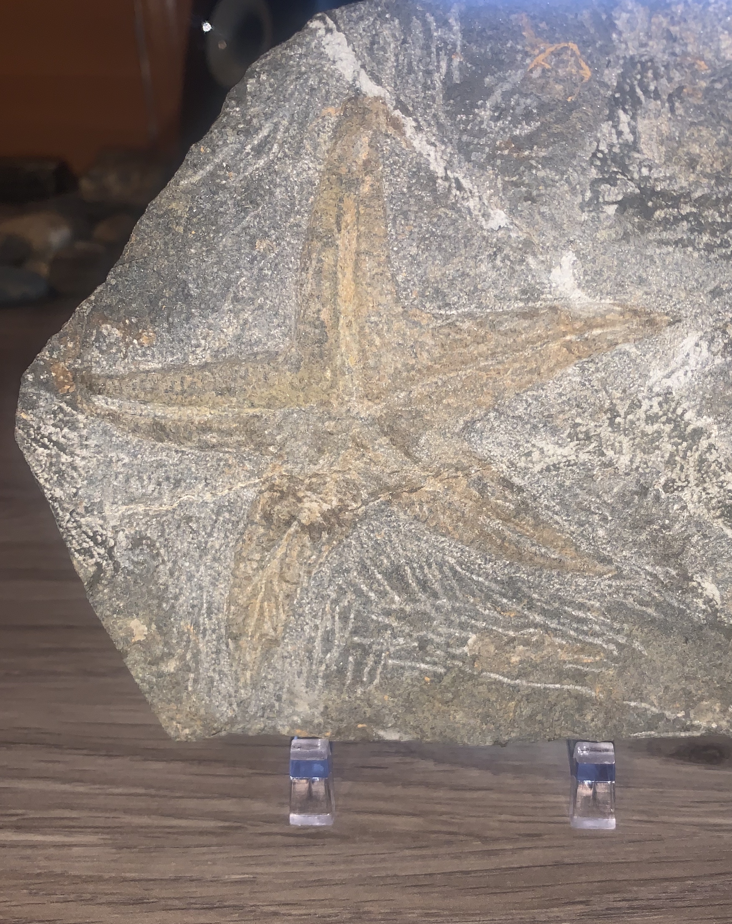 Starfish - Fossil ID - The Fossil Forum