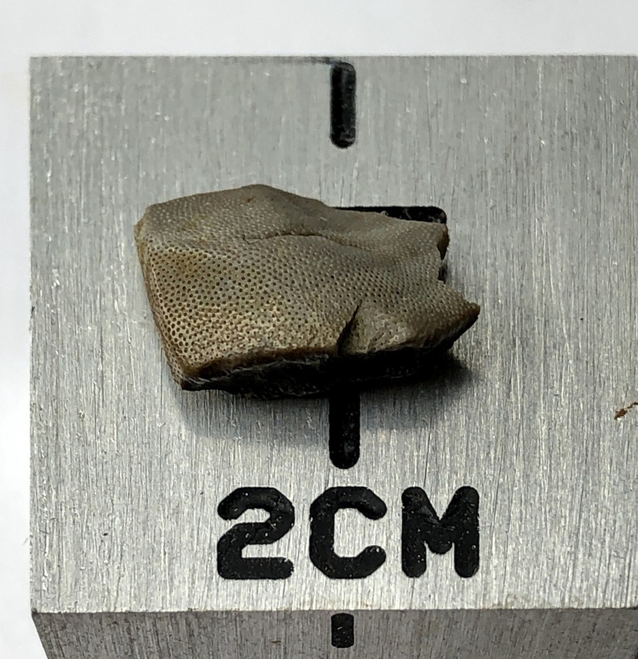 Pennsylvanian Holocephalian teeth - Fossil ID - The Fossil Forum