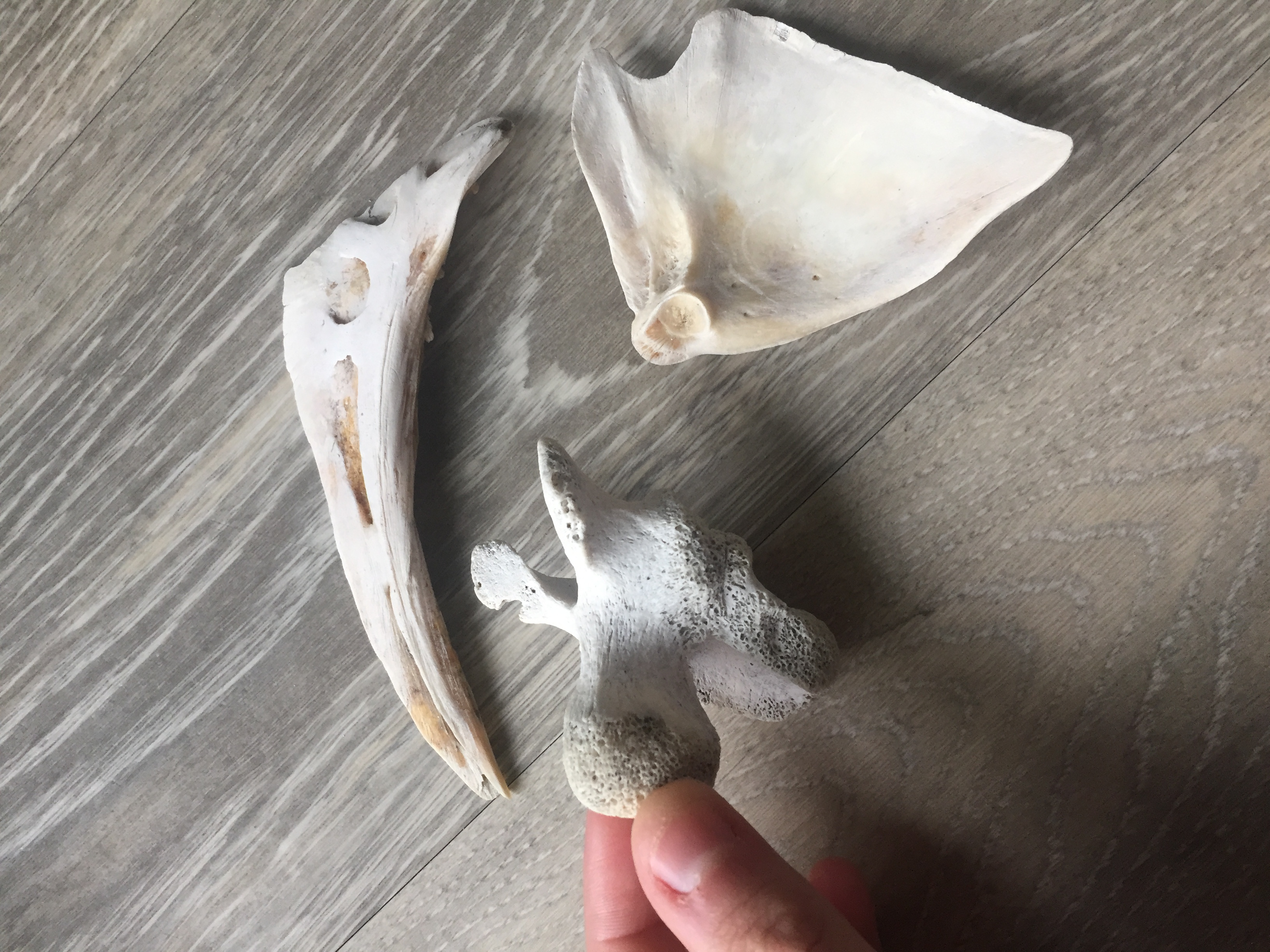 Bones? - Fossil ID - The Fossil Forum