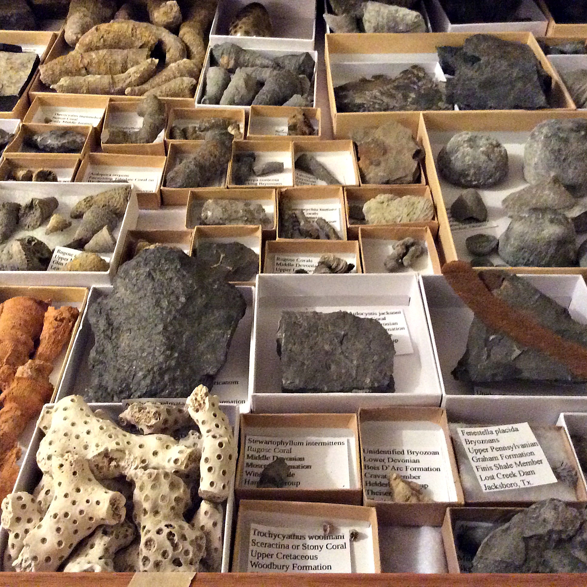 8 years of Collecting- My Cabinet - Member Collections - The Fossil Forum