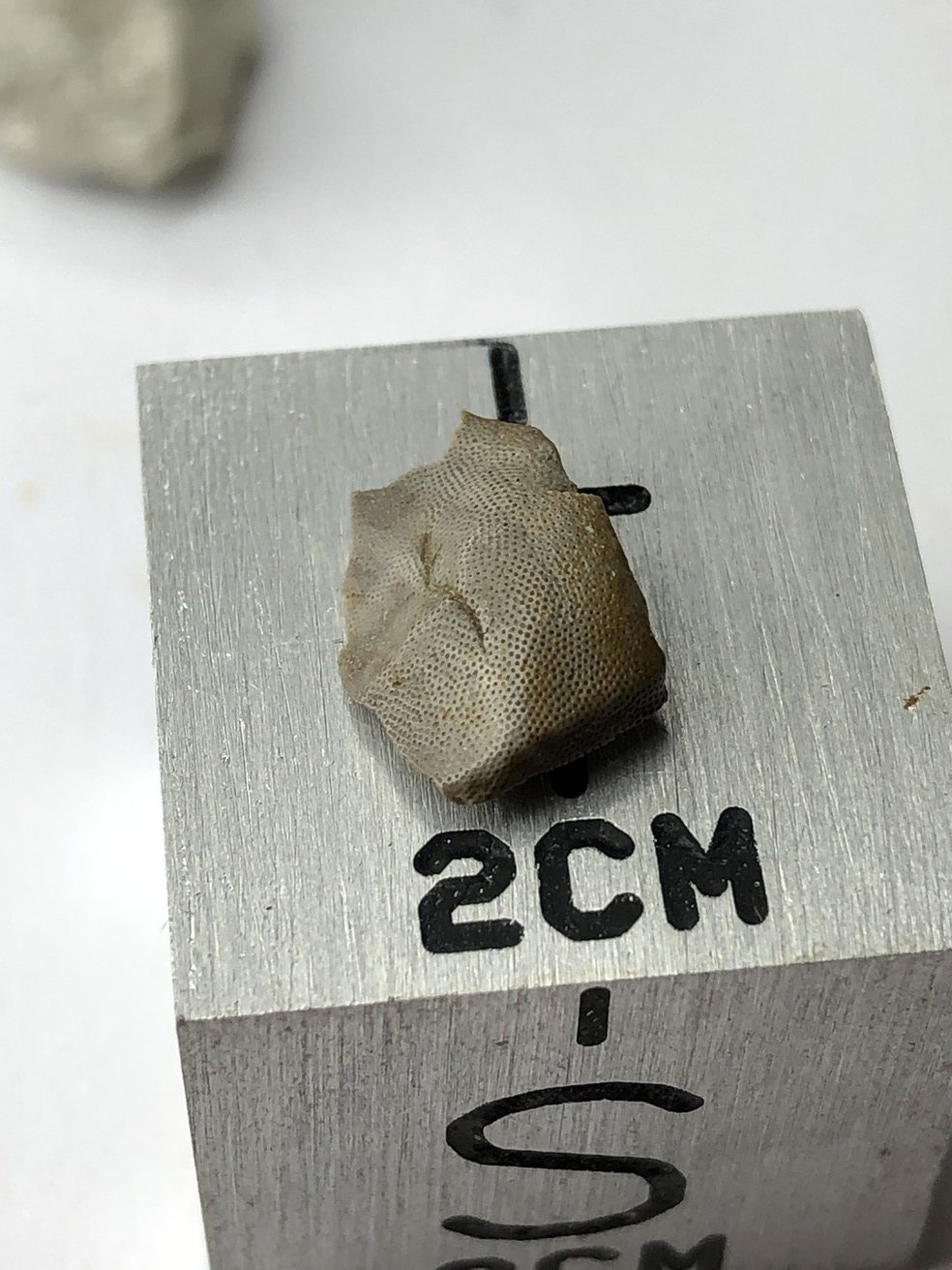 Pennsylvanian Holocephalian teeth - Fossil ID - The Fossil Forum