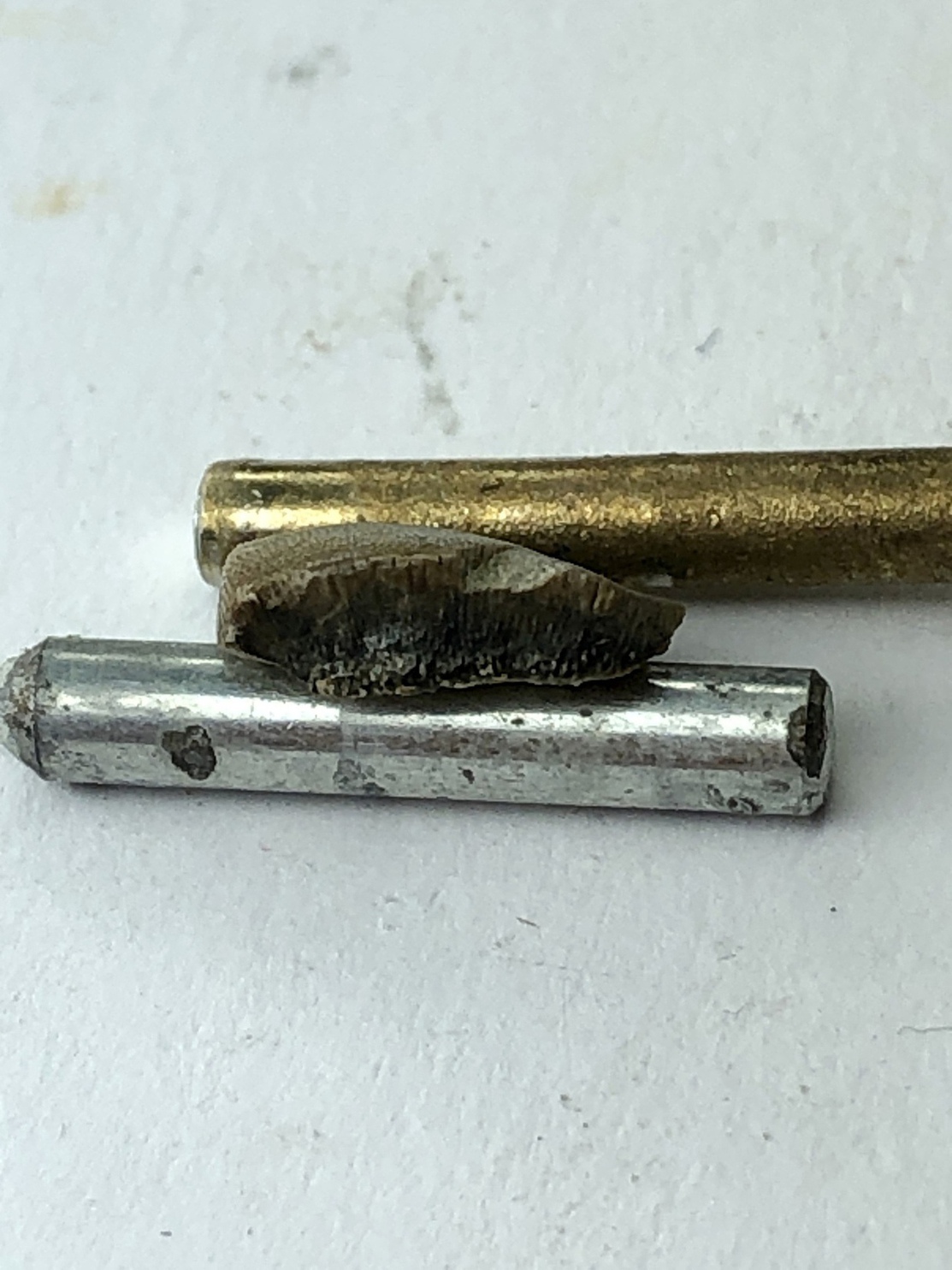 Pennsylvanian Holocephalian teeth - Fossil ID - The Fossil Forum