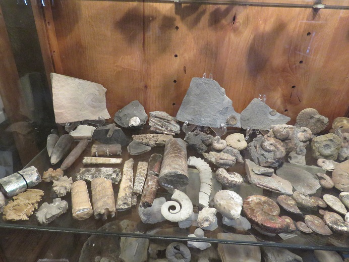 Let's see those best display shelves - Member Collections - The Fossil ...
