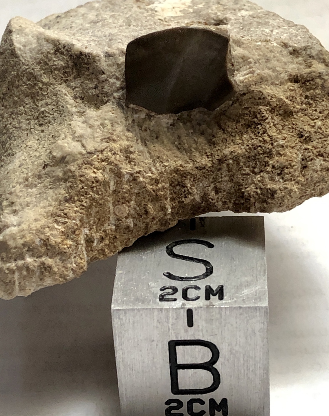 Pennsylvanian Holocephalian teeth - Fossil ID - The Fossil Forum