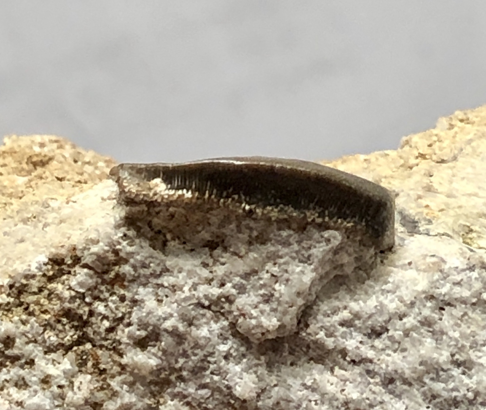Pennsylvanian Holocephalian teeth - Fossil ID - The Fossil Forum