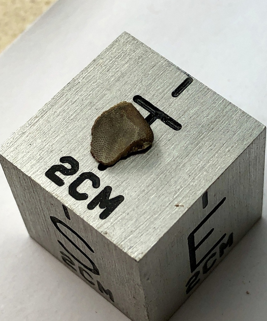 Pennsylvanian Holocephalian teeth - Fossil ID - The Fossil Forum