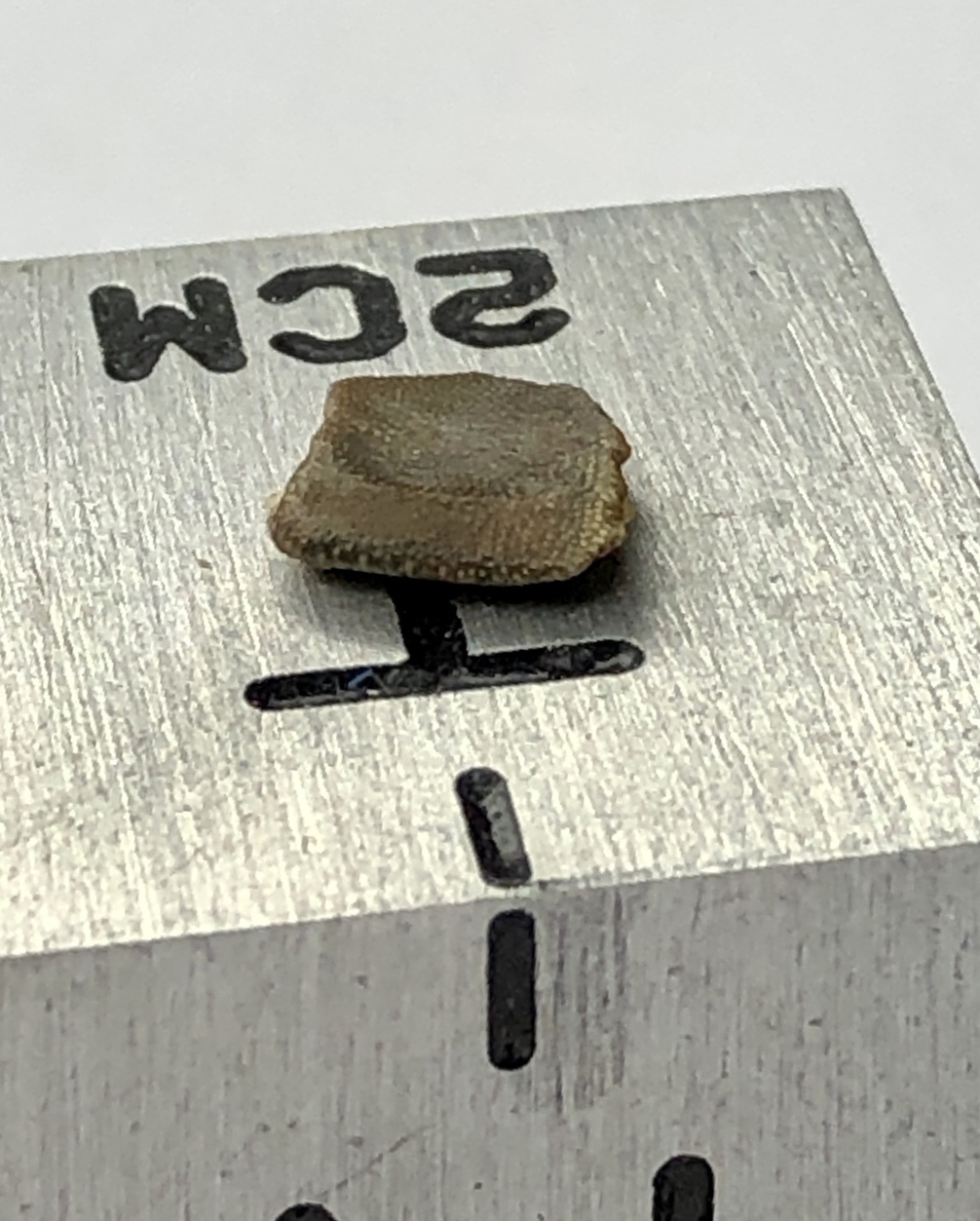 Pennsylvanian Holocephalian teeth - Fossil ID - The Fossil Forum