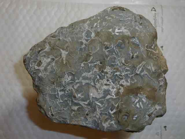 Complete Crinoid I'd - Fossil ID - The Fossil Forum