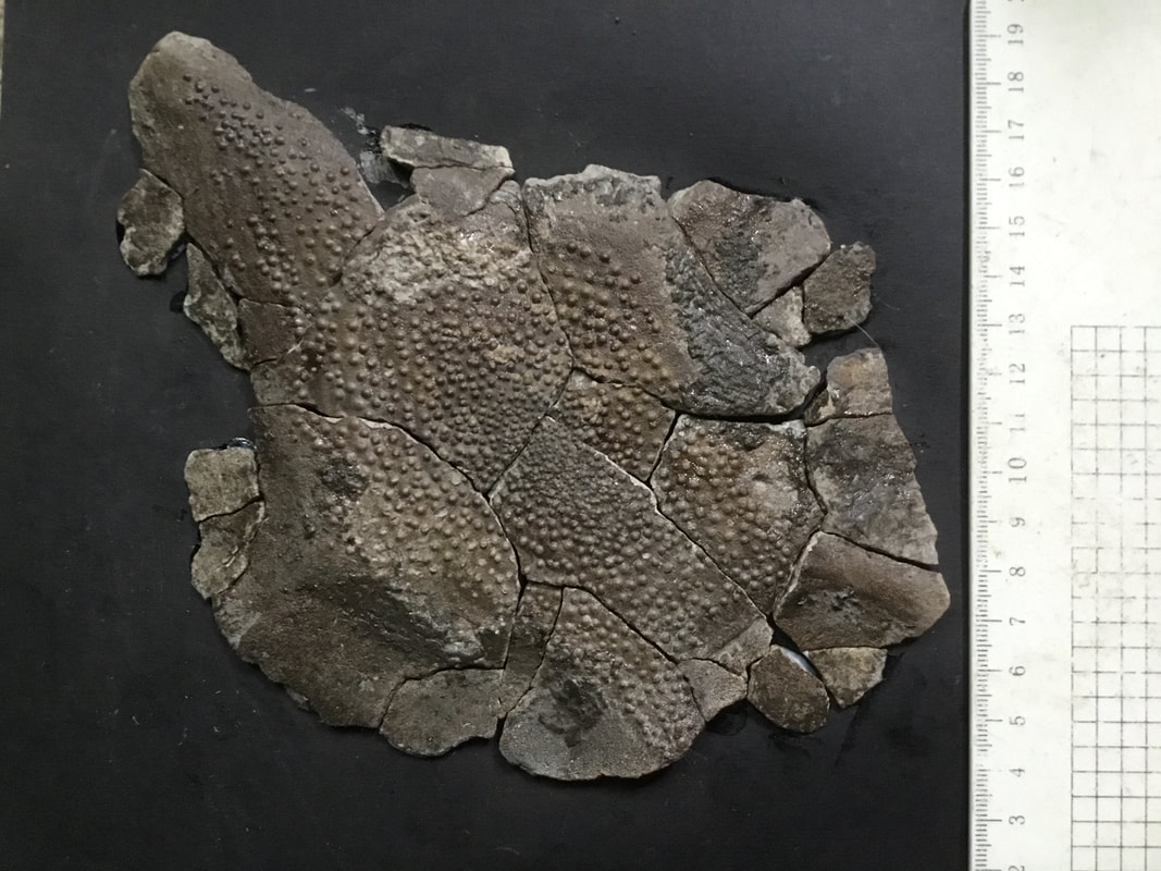 Arkona placoderm? - Questions & Answers - The Fossil Forum