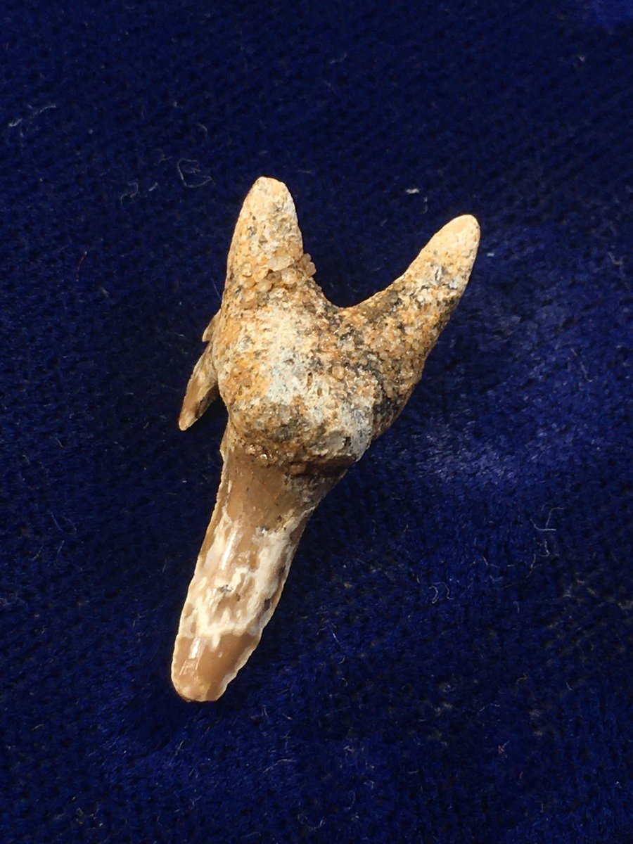 Kem Kem Leptostyrax macrorhiza - Member Collections - The Fossil Forum