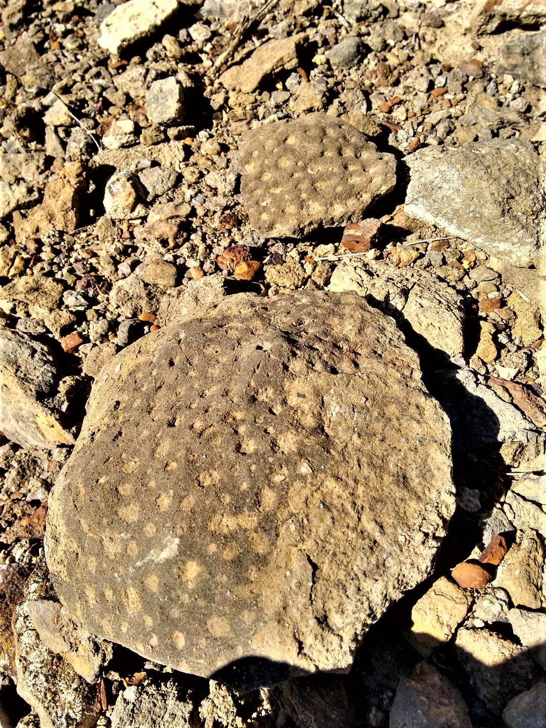 Possible Syringopora? - Fossil ID - The Fossil Forum