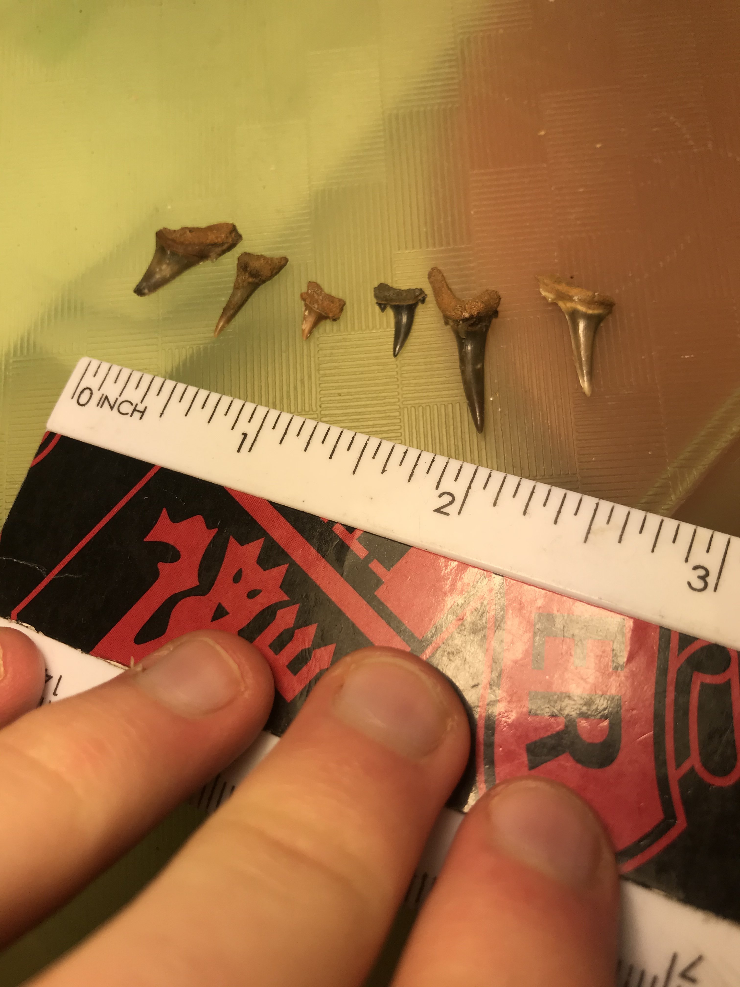 Sand shark teeth? - Fossil ID - The Fossil Forum
