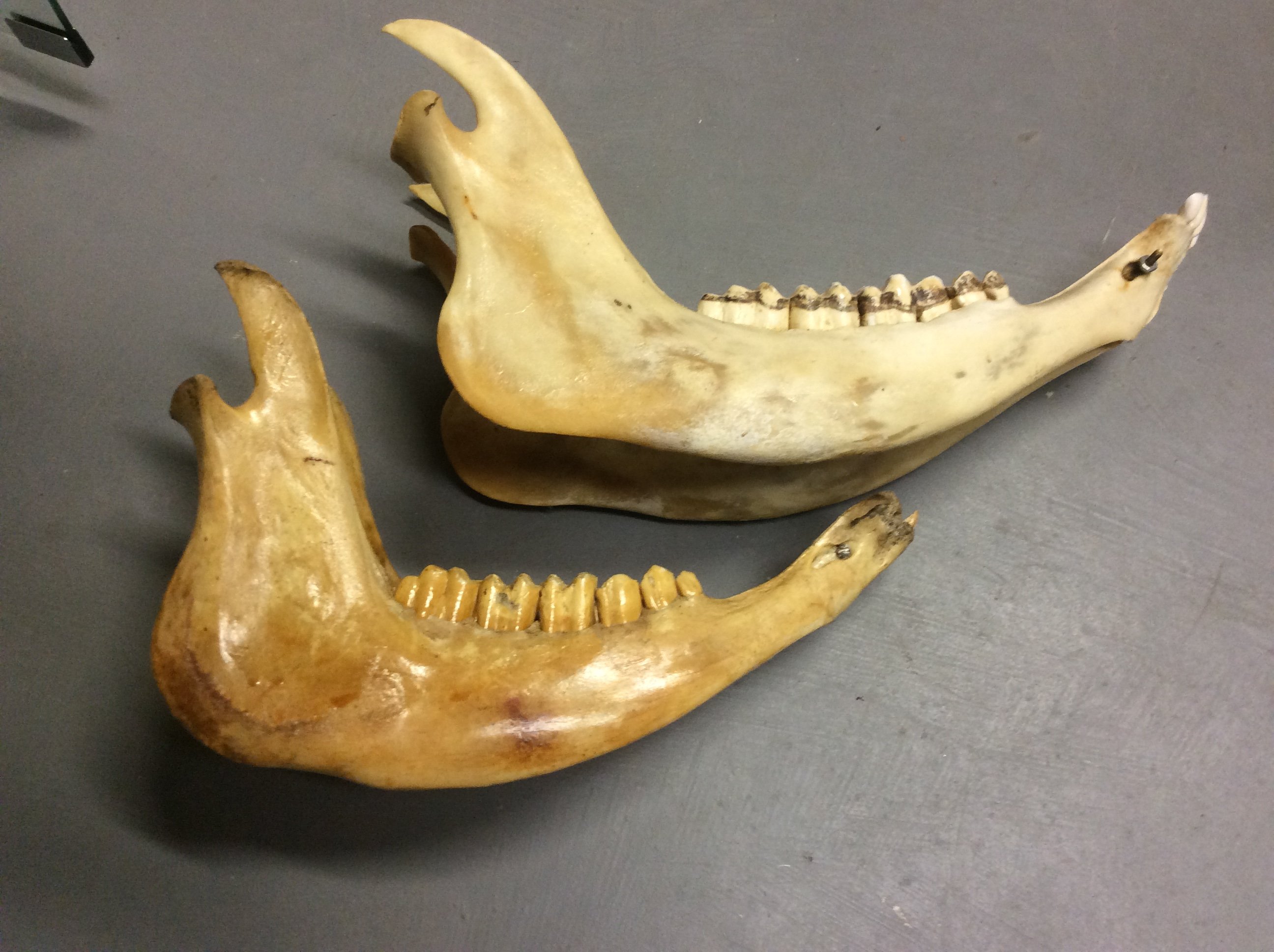 River find in Arkansas river - Fossil ID - The Fossil Forum