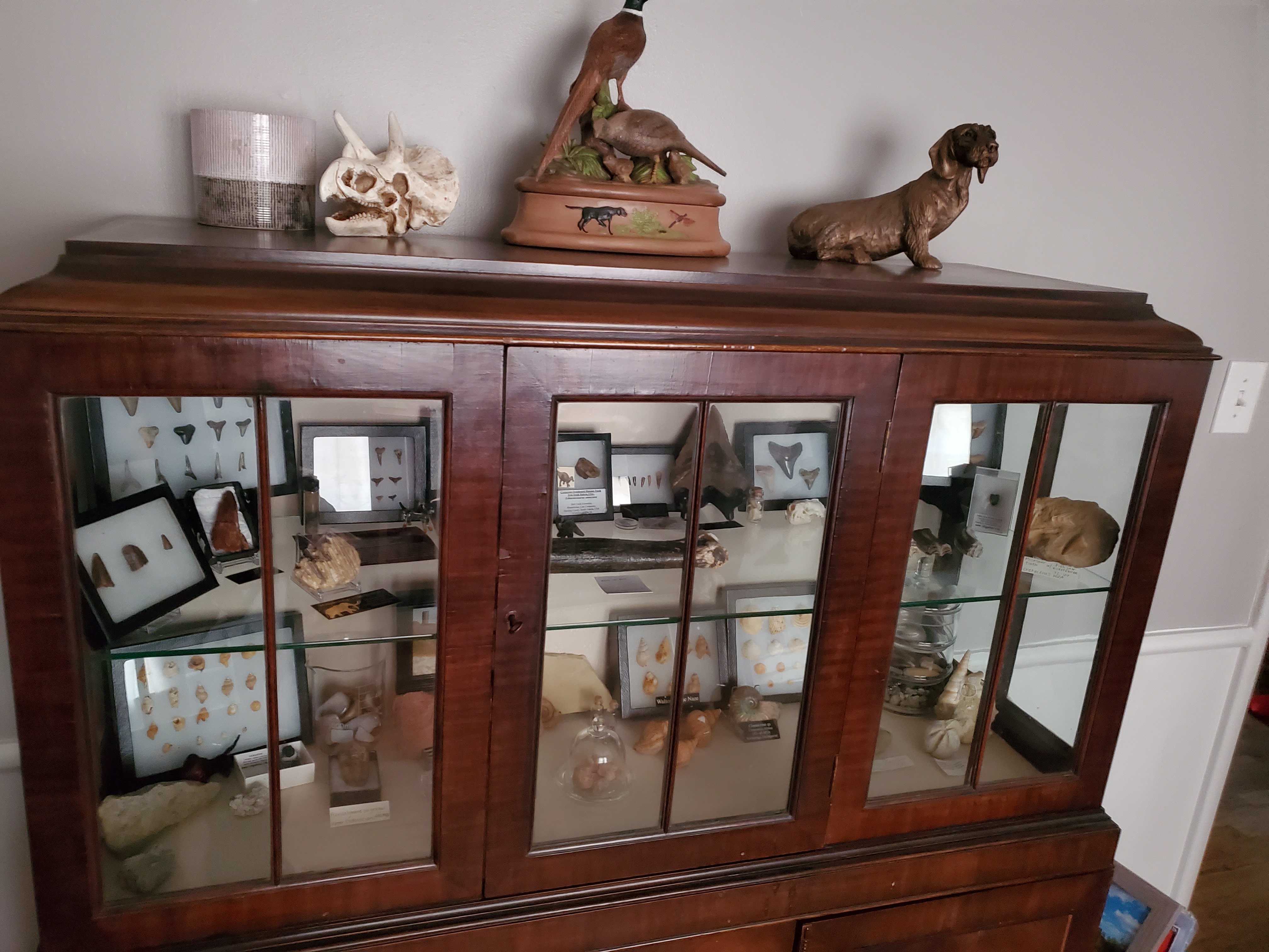 My new fossil room and library! - Member Collections - The Fossil Forum