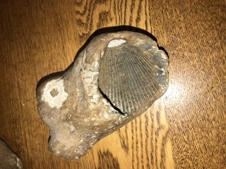 Clam fossil - Fossil ID - The Fossil Forum